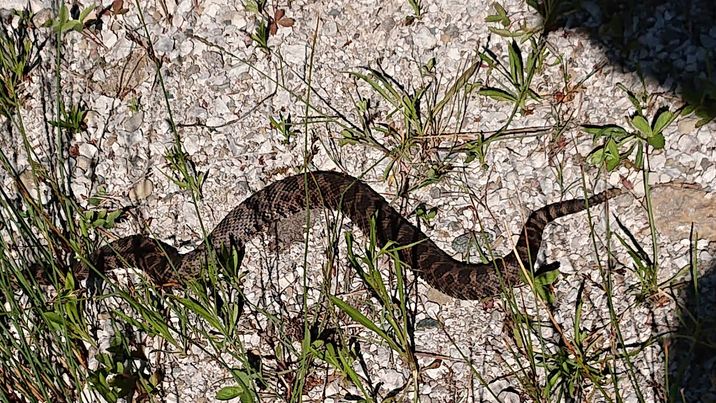 JUNE 22nd, a serpently encounter…!! – OsteoPraxis on the road